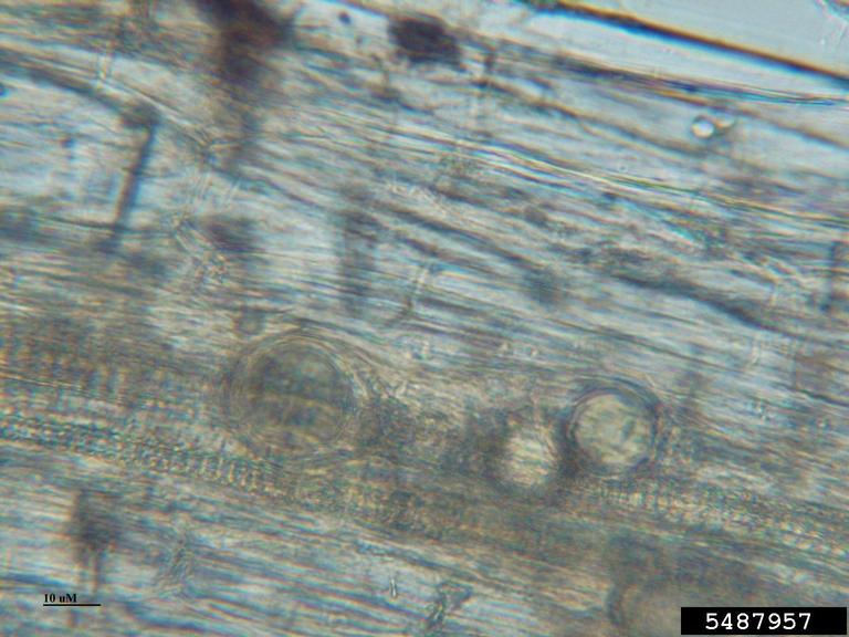 Pythium diseases (Genus Pythium)