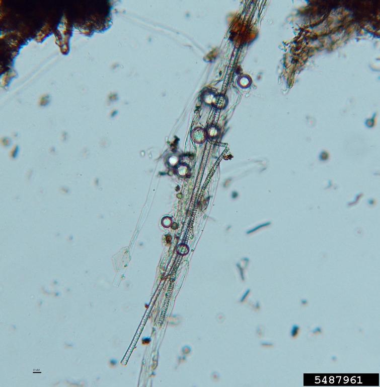 Pythium diseases (Genus Pythium)