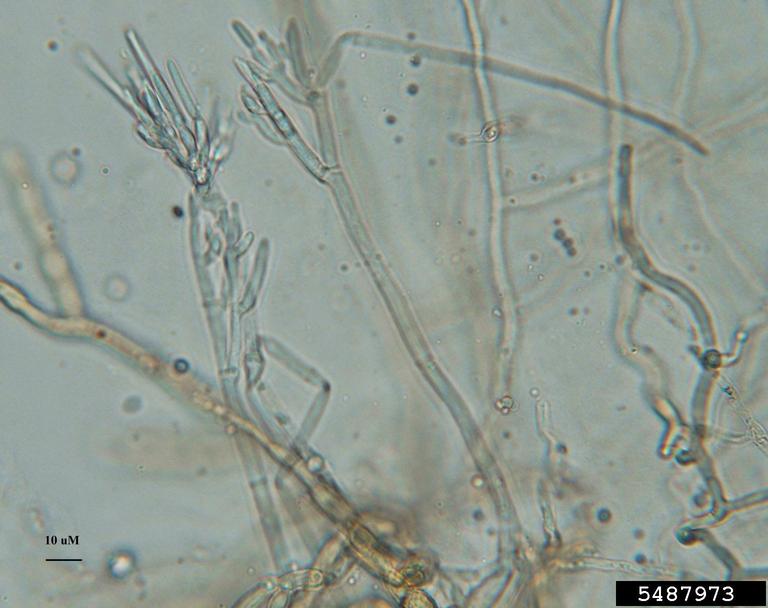 Cylindrocladium - Alchetron, The Free Social Encyclopedia