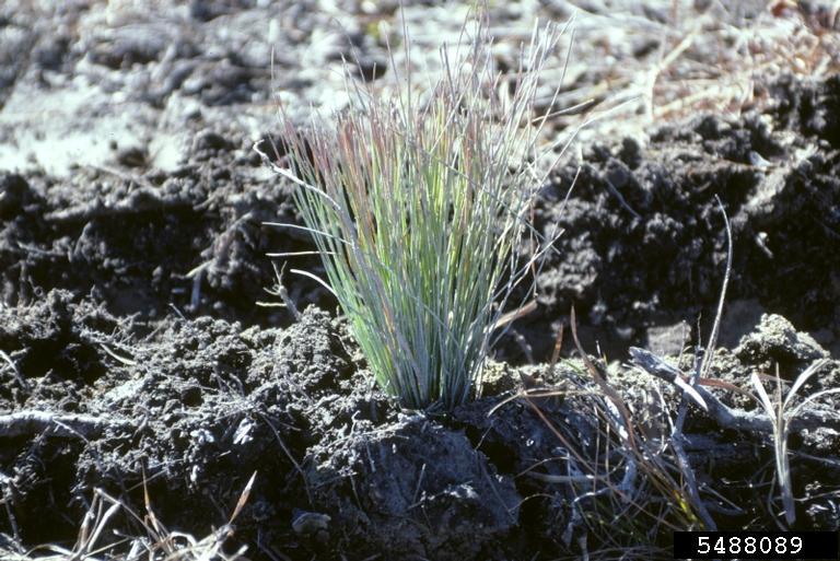 longleaf pine (Pinus palustris P. Mill.)