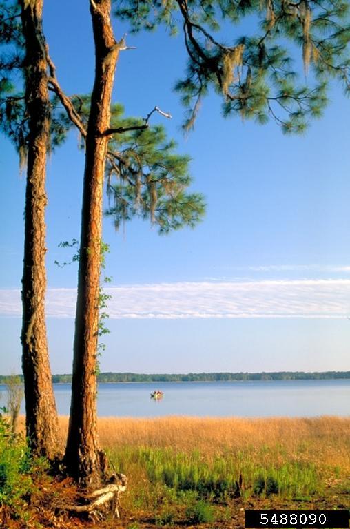 pine (Genus Pinus L.)