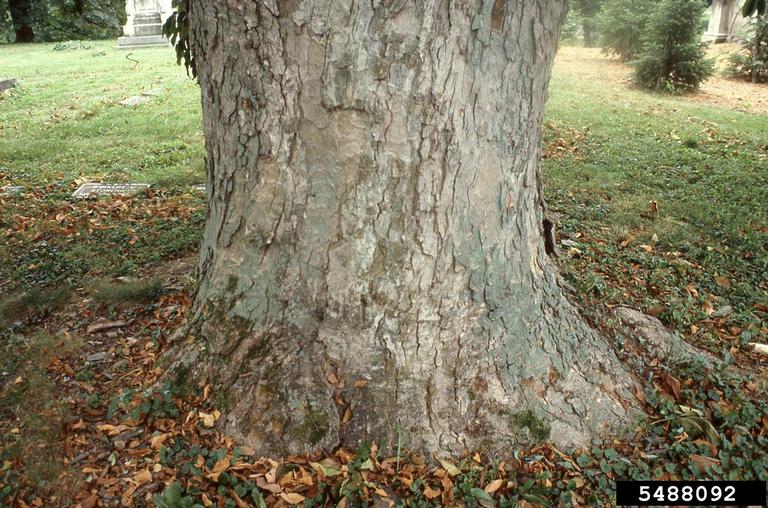 yellow buckeye (Aesculus flava Ait.)