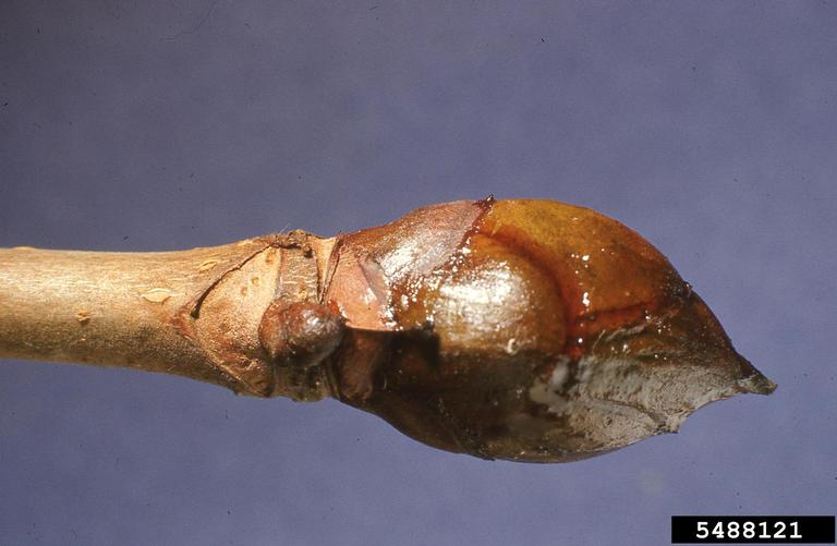 common horse chestnut (Aesculus hippocastanum)