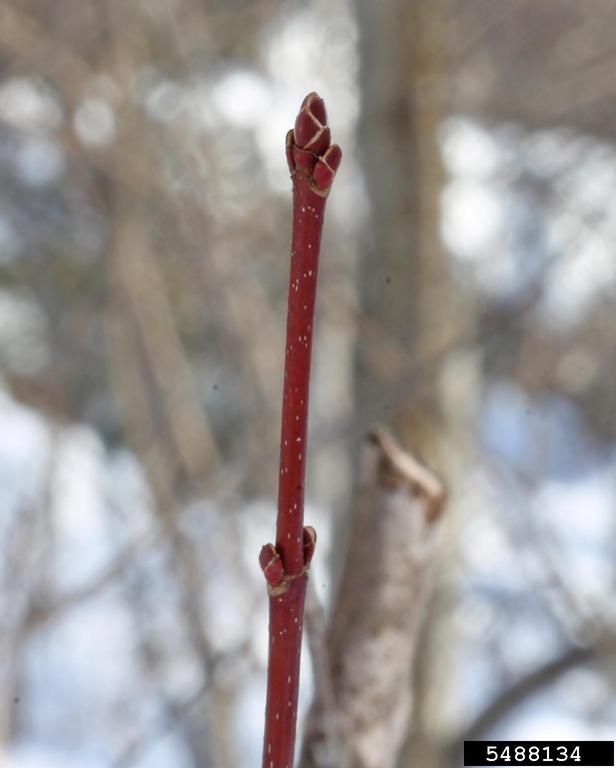 Acer Rubrum Twig