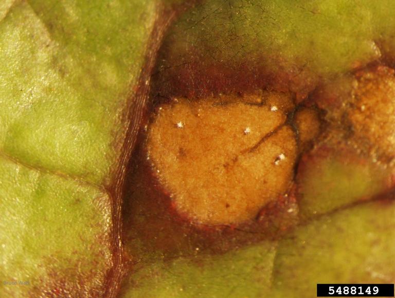 Cercospora fungi (Cercospora spp. ) on peony (Paeonia daurica ssp ...