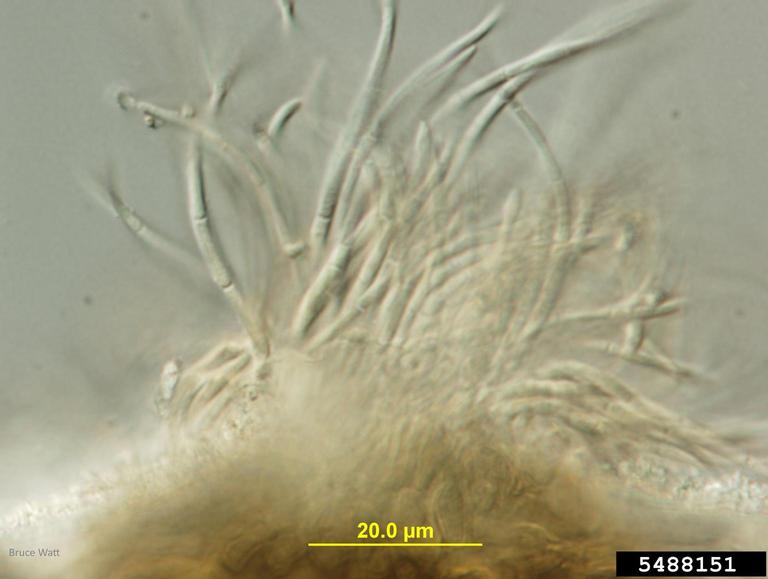 Cercospora fungi (Genus Cercospora Fresen.)