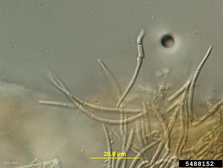 Cercospora fungi (Genus Cercospora Fresen.)