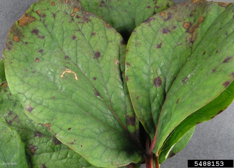 Cercospora fungi (Genus Cercospora)