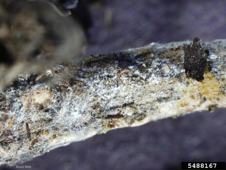 Fusarium damping-off (Fusarium solani)