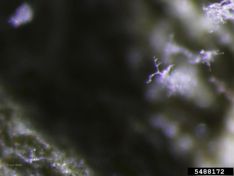 downy mildew (Genus Peronospora Corda)