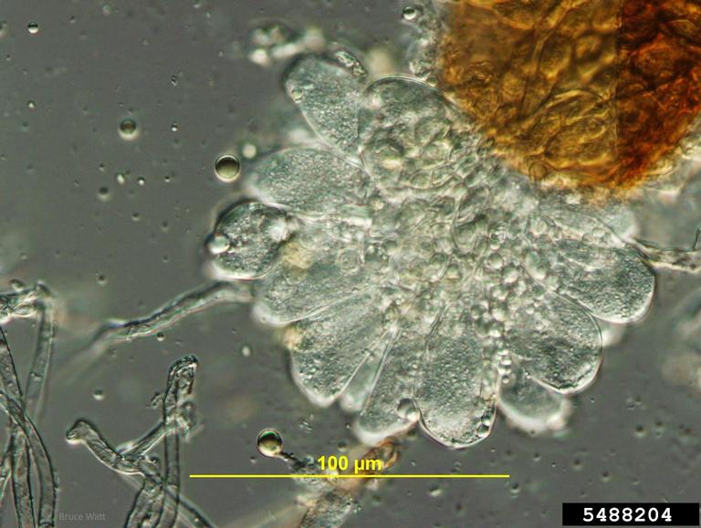 powdery mildew (Golovinomyces cichoracearum (DC.) V.P. Heluta)