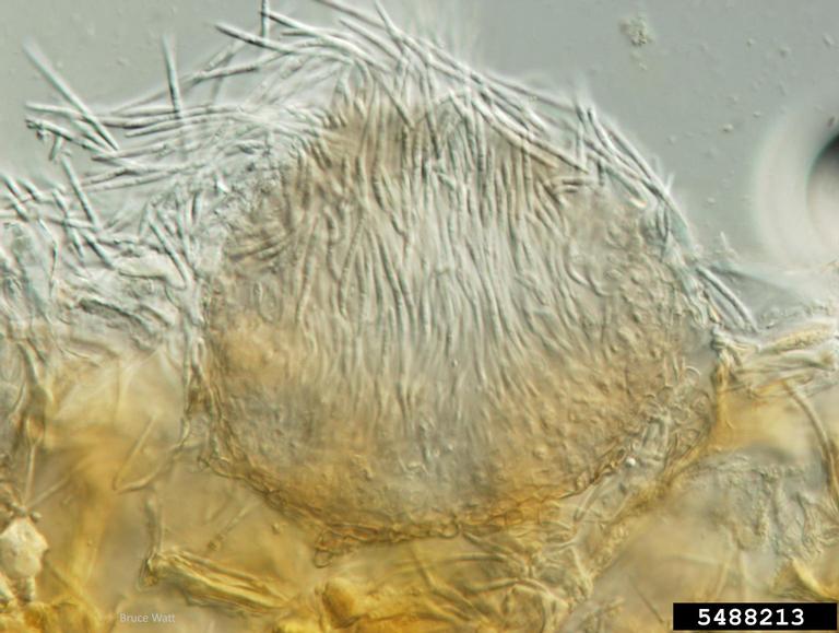 Septoria leaf spot and cankers (Genus Septoria Sacc.)