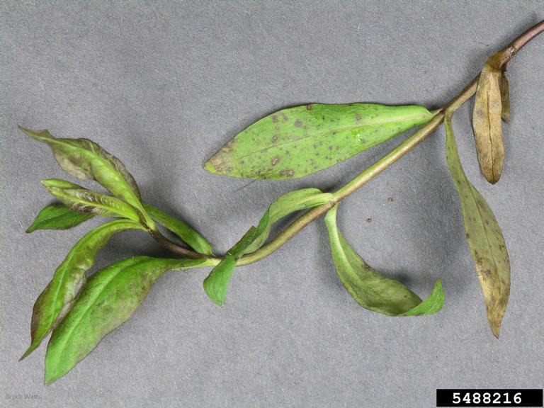 Septoria leaf spot and cankers (Genus Septoria)