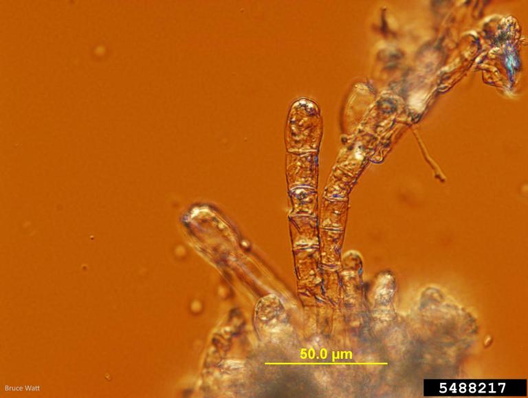 powdery mildew (Podosphaera macularis)