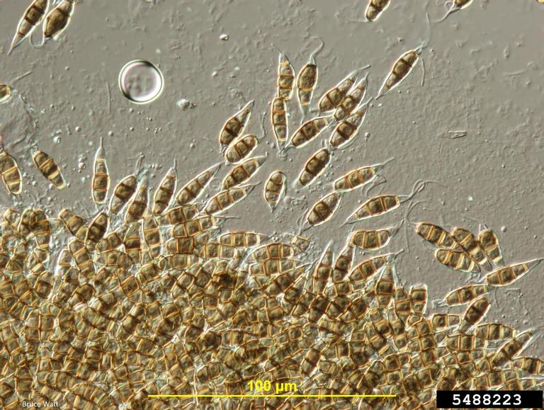 Pestalotiopsis leaf spot (Genus Pestalotiopsis R. L. Steyaert)
