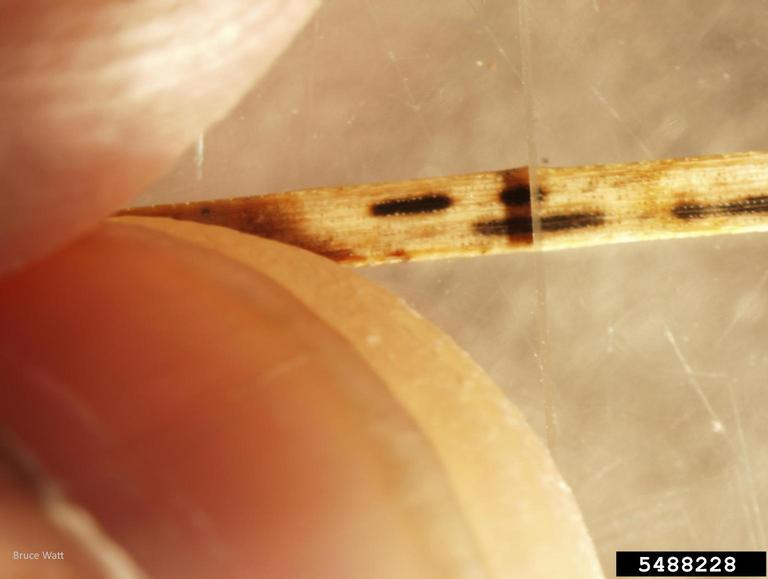 Ploioderma needle cast of pine (Ploioderma lethale (Dearn.) Darker)