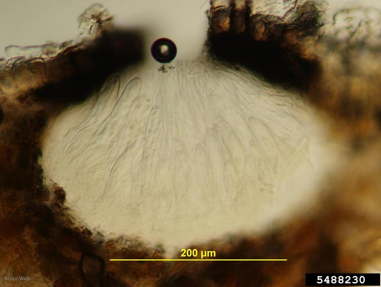 Ploioderma needle cast of pine (Ploioderma lethale (Dearn.) Darker)