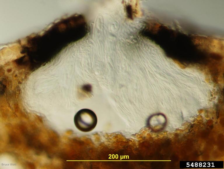Ploioderma needle cast of pine (Ploioderma lethale (Dearn.) Darker)