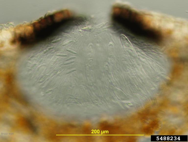 Ploioderma needle cast of pine (Ploioderma lethale)