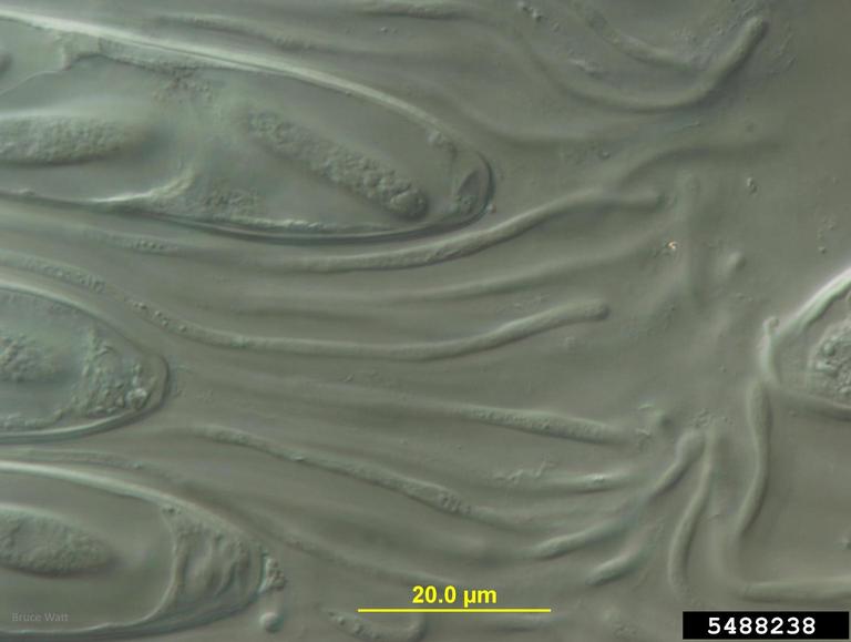 Ploioderma fungi (Genus Ploioderma)