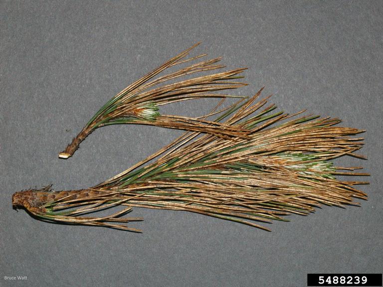 Ploioderma fungi (Genus Ploioderma)