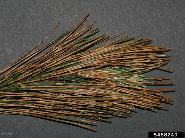 Ploioderma fungi (Genus Ploioderma)