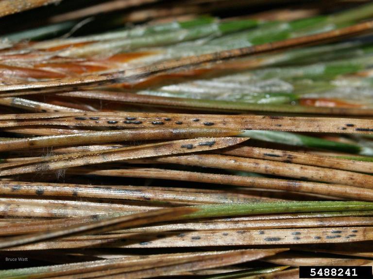 Ploioderma fungi (Genus Ploioderma)