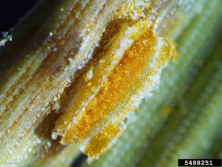 pine needle rusts (Genus Coleosporium)