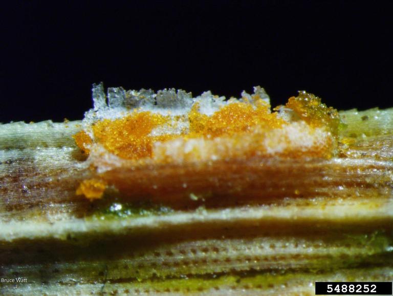 pine needle rusts (Genus Coleosporium)