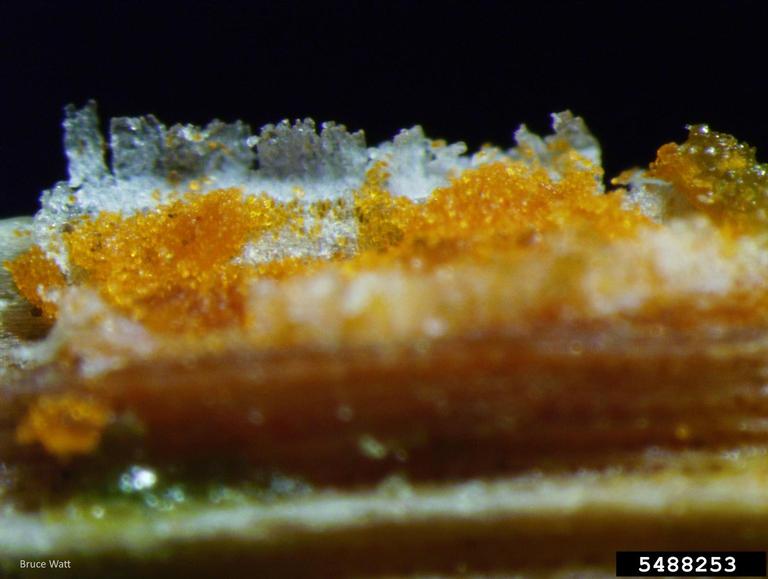 pine needle rusts (Genus Coleosporium Lev)