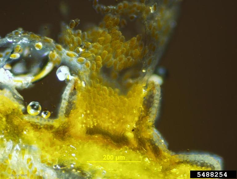 pine needle rusts (Genus Coleosporium Lev)