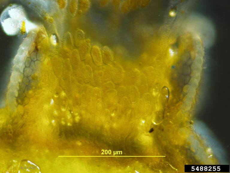 pine needle rusts (Genus Coleosporium)