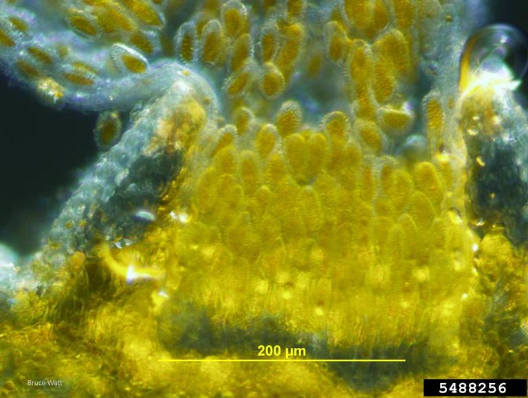 pine needle rusts (Genus Coleosporium)