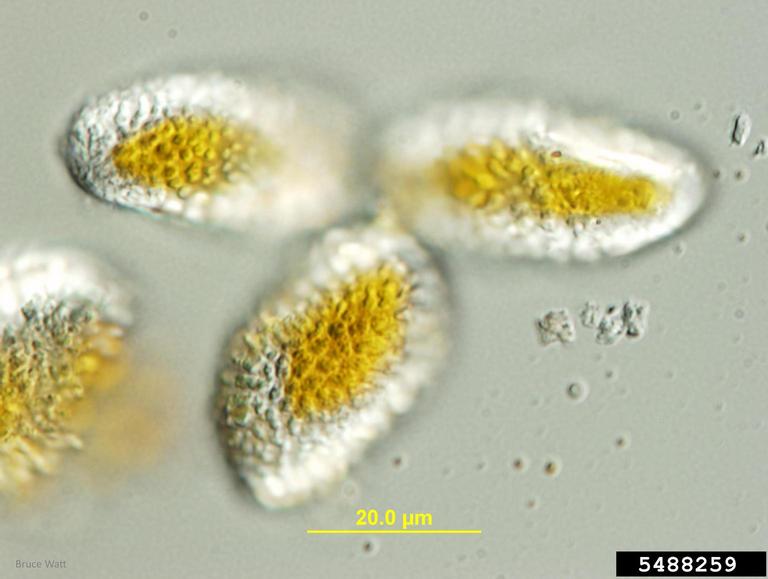 pine needle rusts (Genus Coleosporium)