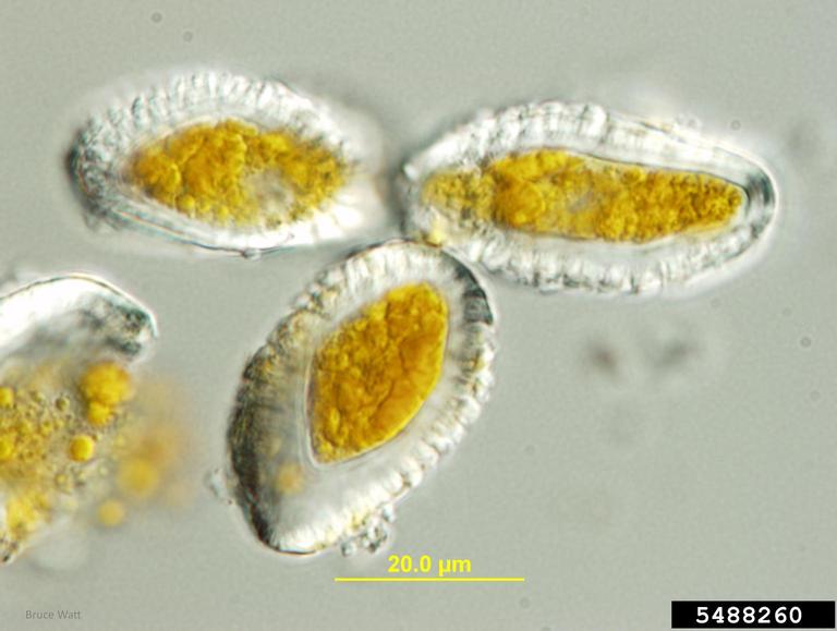 pine needle rusts (Coleosporium spp. ) on pine (Pinus spp. ) - 5488260