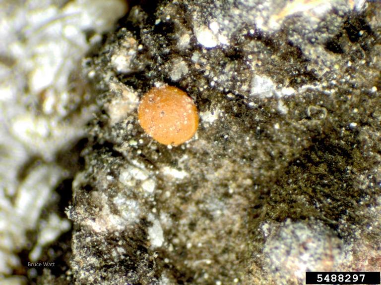 Sarea fungus (Sarea resinae (Fries) Kuntze)