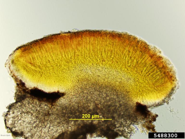 Sarea fungus (Sarea resinae)