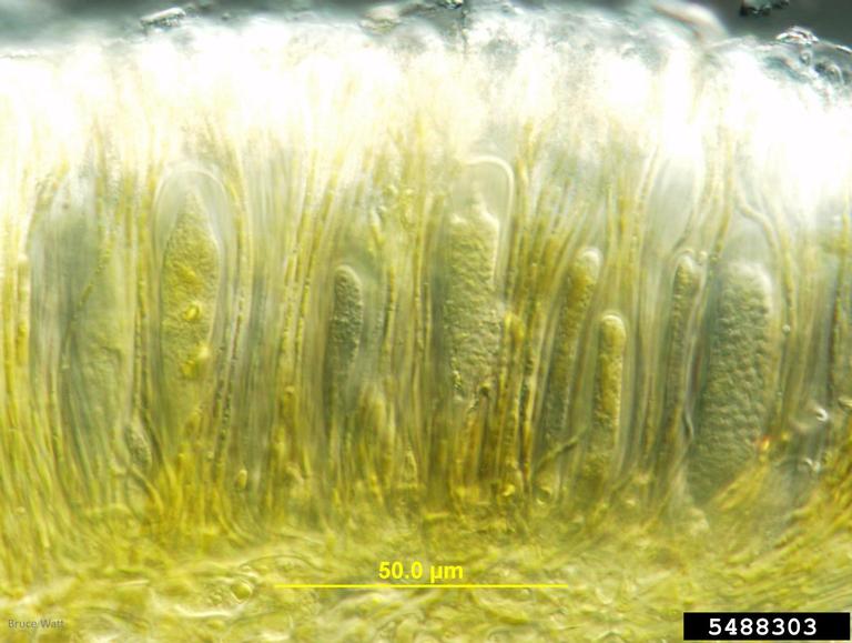 Sarea fungus (Sarea resinae (Fries) Kuntze)