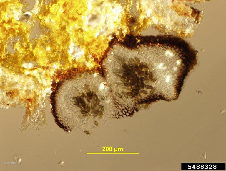 Diplodia blight (Sphaeropsis sapinea ) on mugo pine (Pinus mugo ) - 5488328