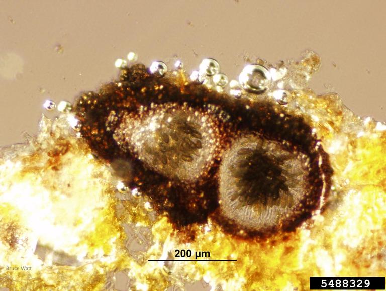 Diplodia blight (Sphaeropsis sapinea ) on mugo pine (Pinus mugo ) - 5488329