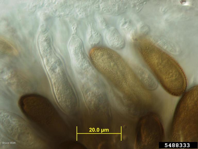 Diplodia blight (Sphaeropsis sapinea ) on mugo pine (Pinus mugo ) - 5488333