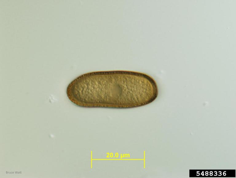 Diplodia blight (Sphaeropsis sapinea ) on mugo pine (Pinus mugo ) - 5488336