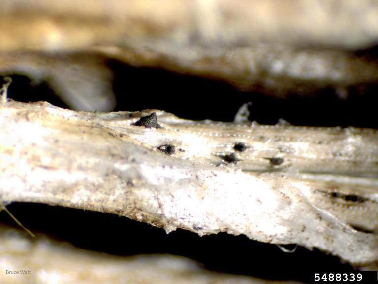 Diplodia blight (Sphaeropsis sapinea) (Sphaeropsis sapinea ) on pine ...