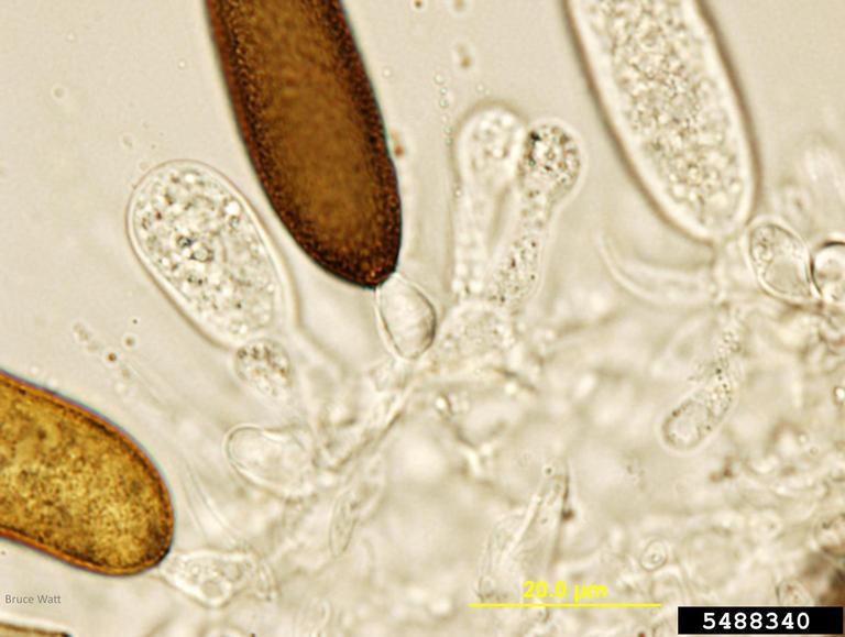 Diplodia blight (Sphaeropsis sapinea)