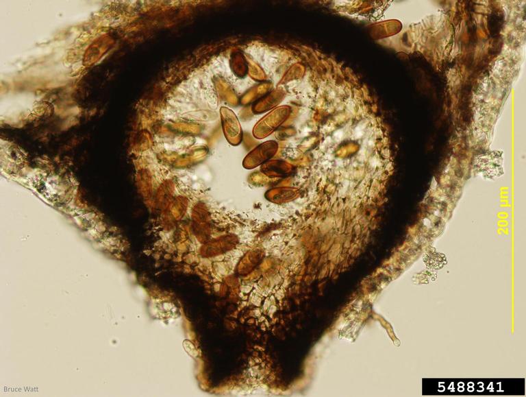 Diplodia blight (Sphaeropsis sapinea ) on pine (Pinus spp. ) - 5488341