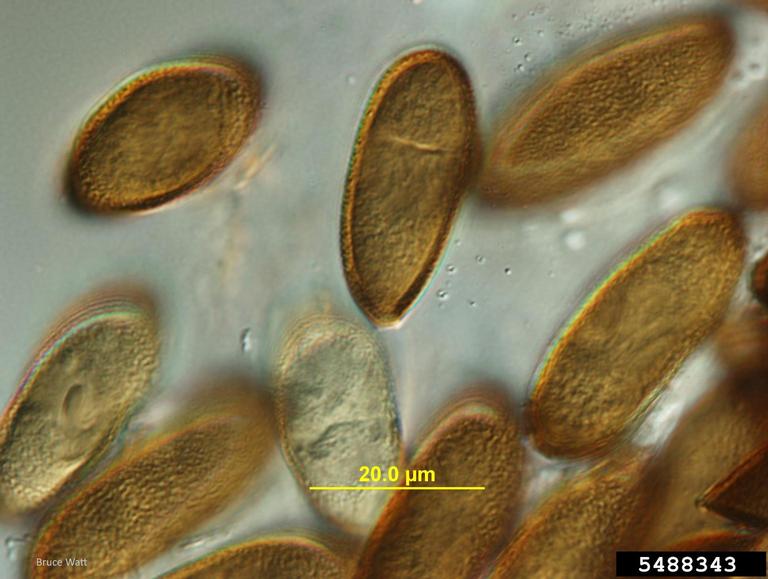 Diplodia sapinea De Not.