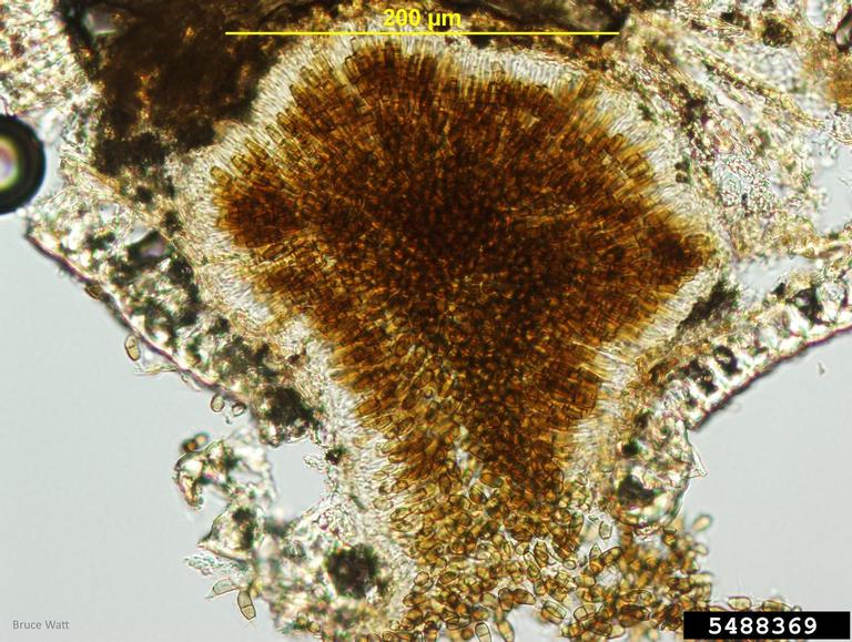 Truncatella fungi (Genus Truncatella)