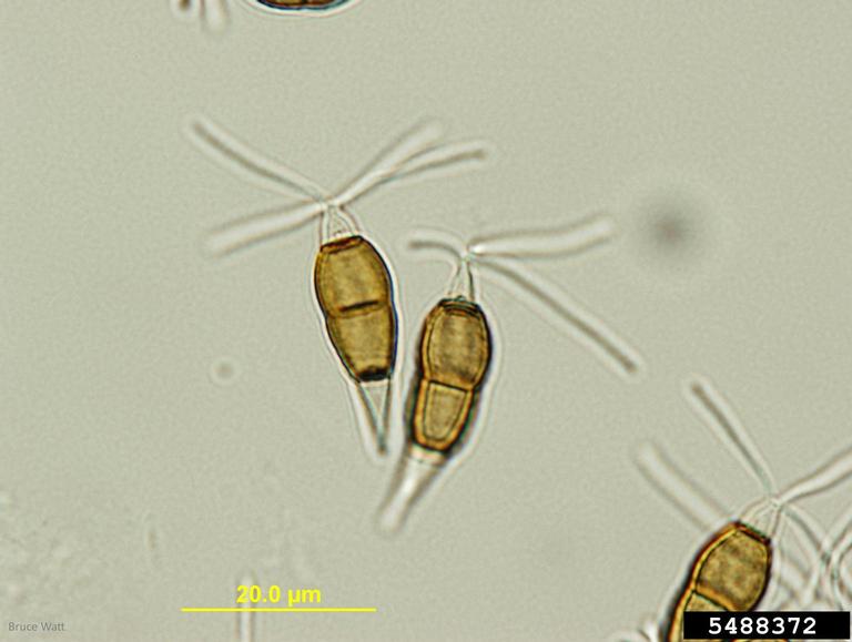Truncatella fungi (Genus Truncatella Steyaert)