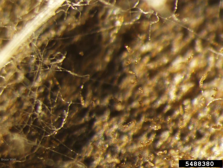 Alternaria fungus (Alternaria papaveris (Bres.) M.B. Ellis)