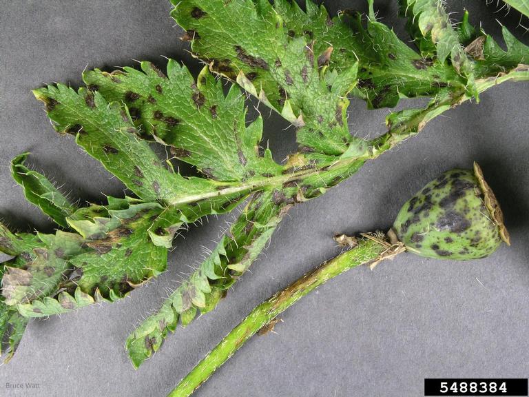 Alternaria fungus (Alternaria papaveris)
